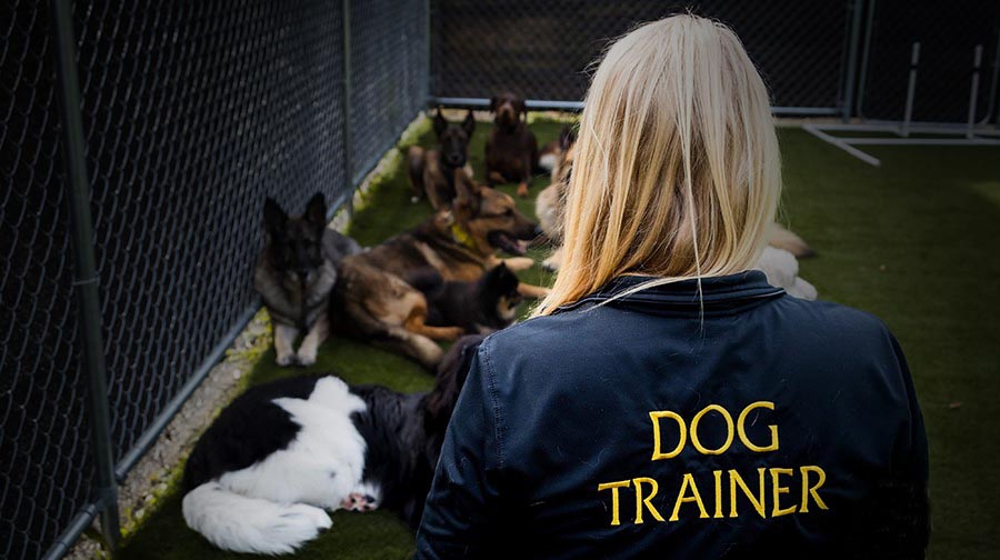 Paw & Order | Professional Dog Trainers