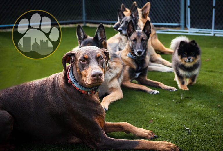 Paw & Order Dog Training | Professional Dog Trainers