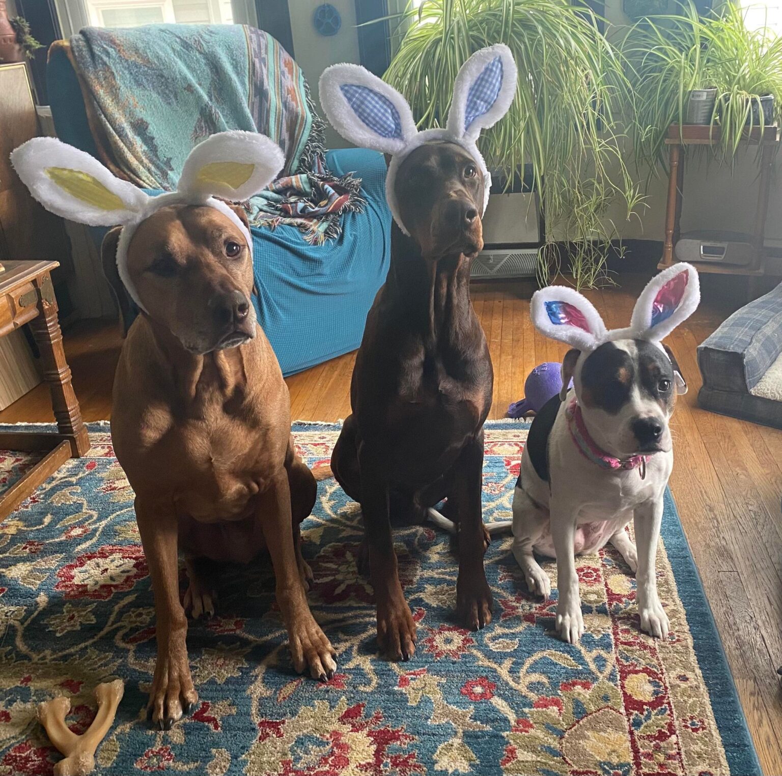 Tips To Keep Your Dogs Safe on Easter - Paw & Order