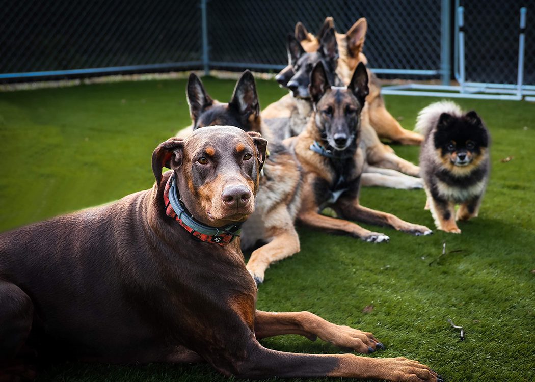 Paw & Order | Professional Dog Trainers