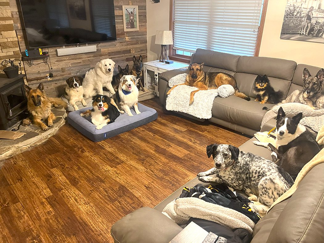 In-Home Dog Training | Paw & Order